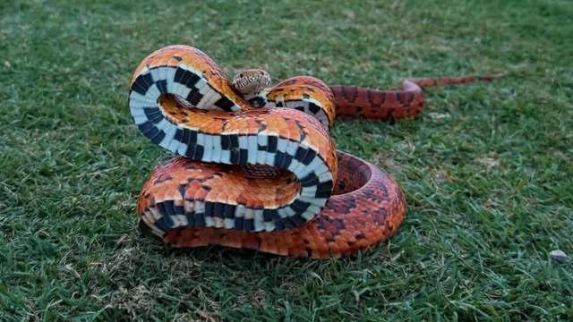 Harmless corn snake on Georgia golf course has golfers calling it the ...