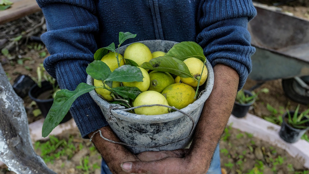 6 unique lime varieties from around the world
