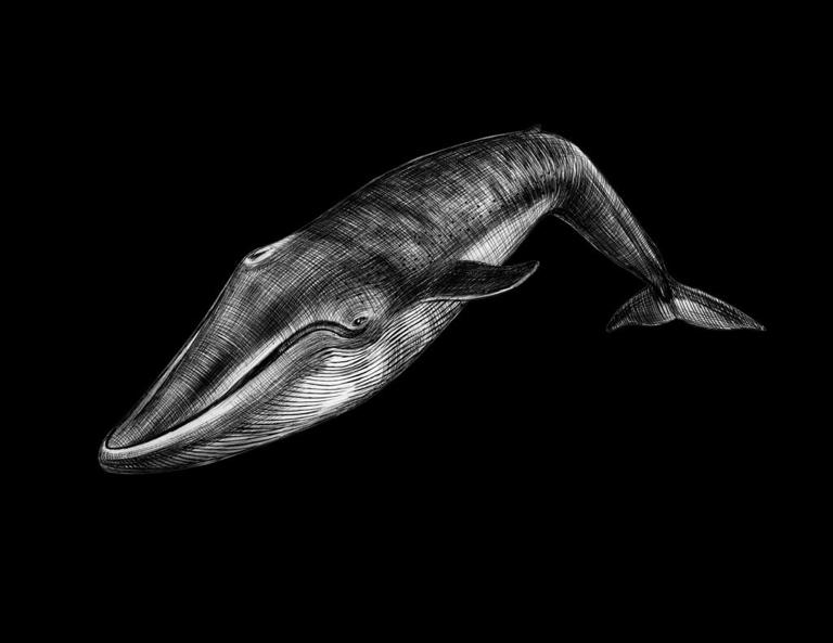 Scientists have been tracking this whale for 40 years and still don’t ...