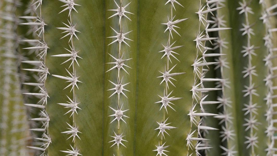 13 plants with remarkable defense mechanisms