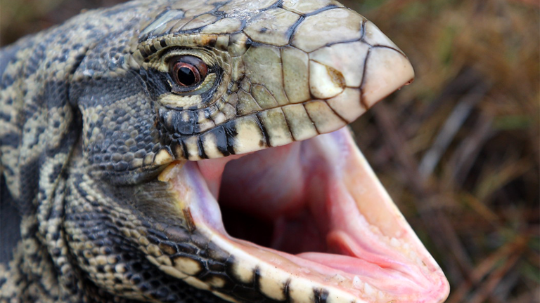 Georgia warns of invasive lizards that threaten birds, crops and native ...