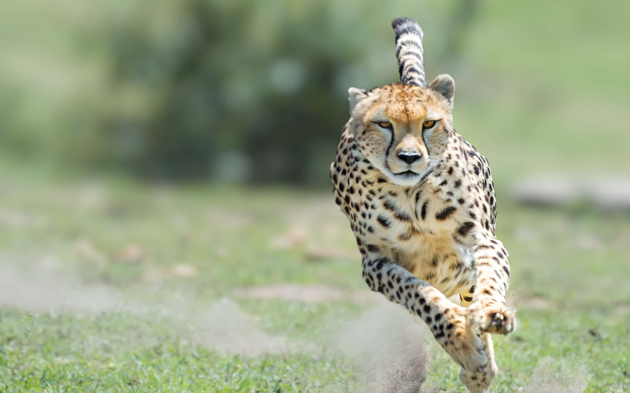Predators that can overpower the world’s fastest land animal