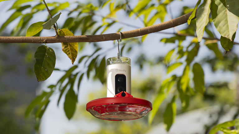 This clever camera allowed me to watch my hummingbirds even on vacation