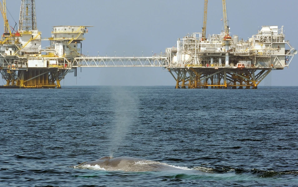 Scientists still puzzled by whale calling at 52 hertz after 40 years