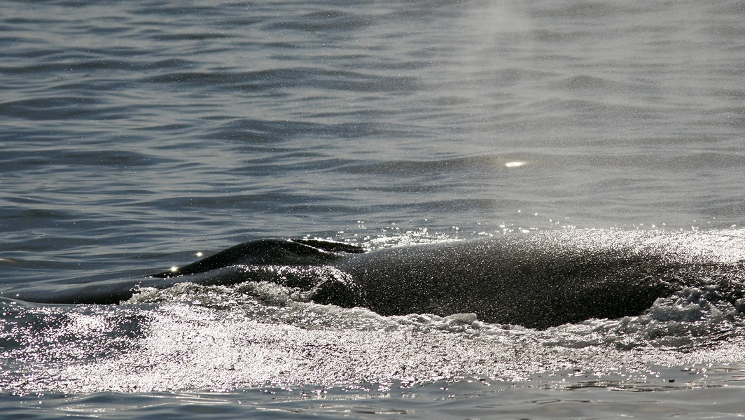 Scientists still puzzled by whale calling at 52 hertz after 40 years