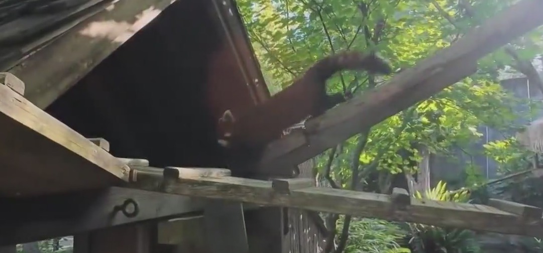 Oregon Zoo welcomes Enoki the red panda