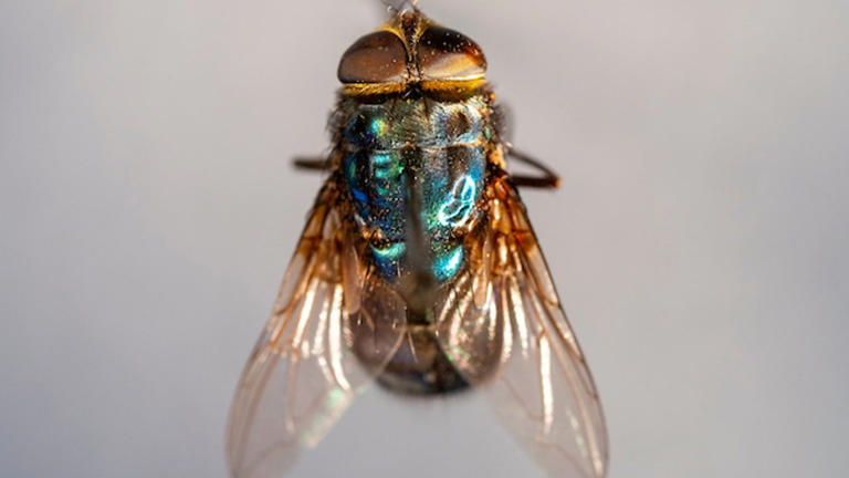 New World screwworm detected in Central Texas; officials confirm case ...