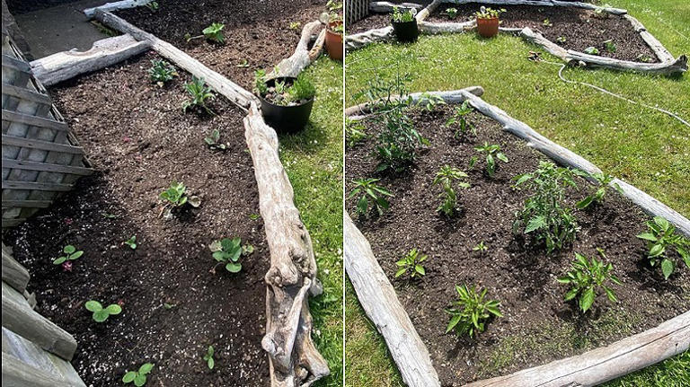 Not brick, not pavers: The garden edging alternative that'll add a ...