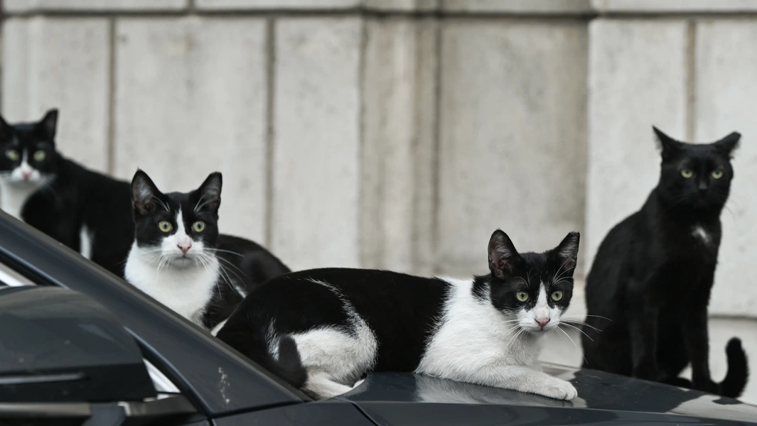 How street cats adapt and survive