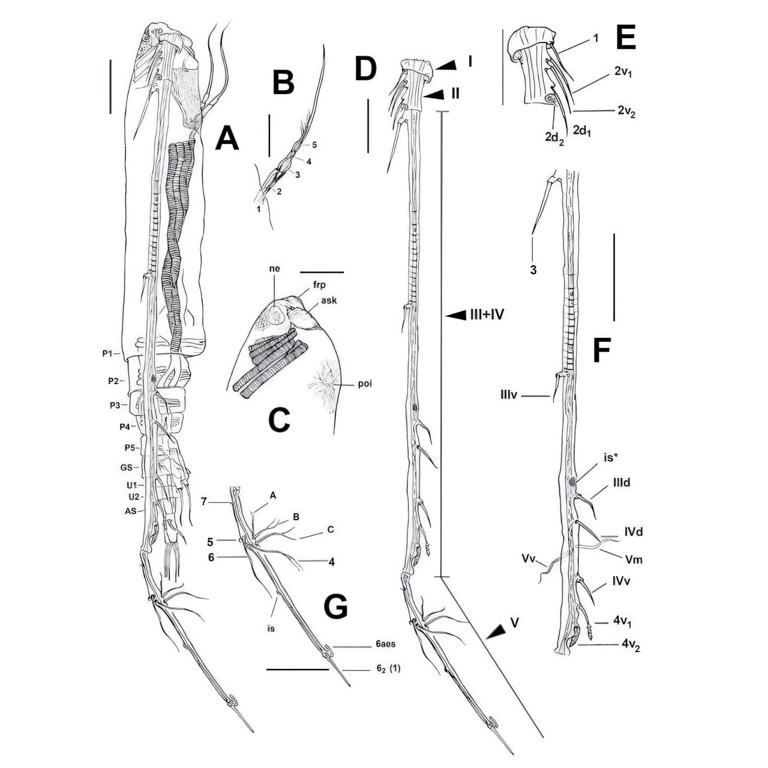 Deep-sea discovery uncovers new family of copepods near Greenland
