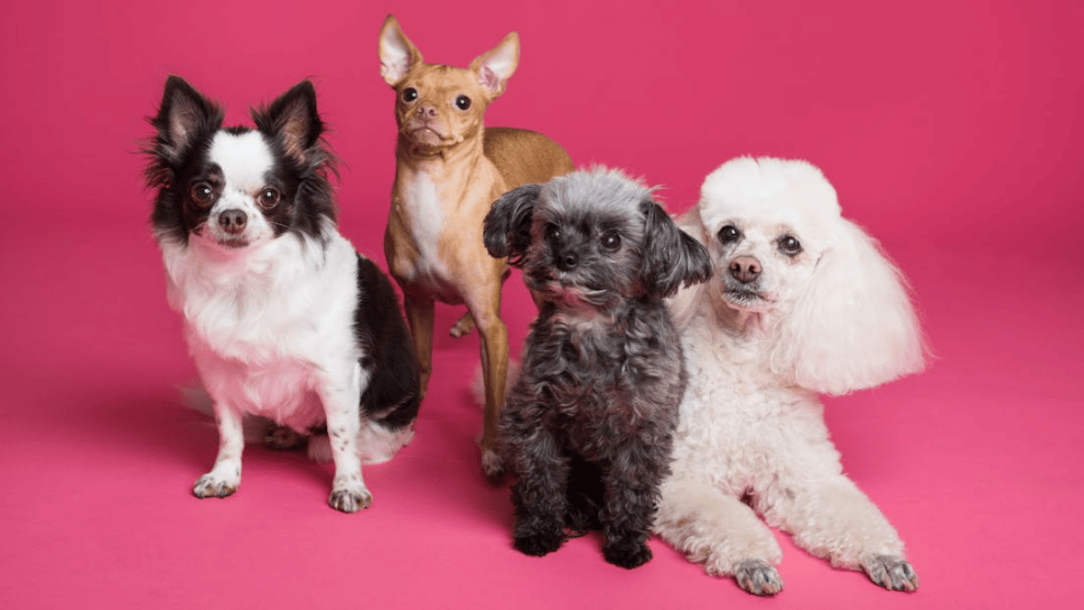 8 dog breeds that absolutely hate cold weather