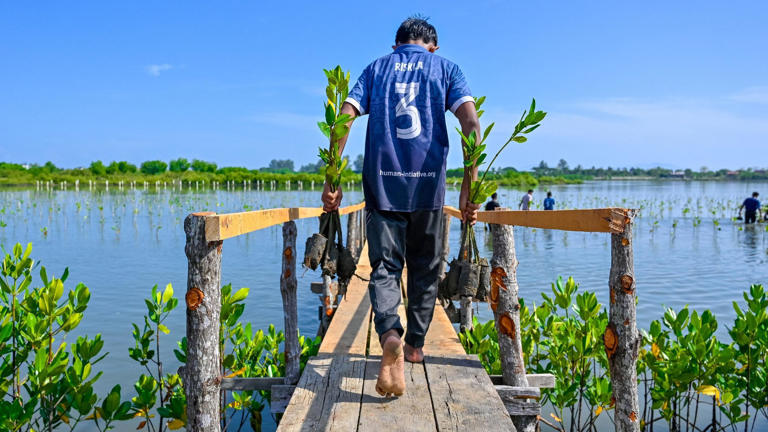 Mangrove forests are healing after decades of human destruction