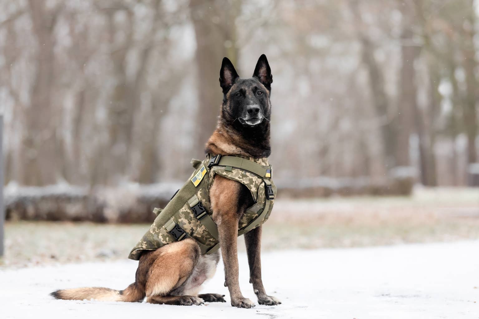 Watch this retired K9's hilarious reaction to a toddler singing the ABCs