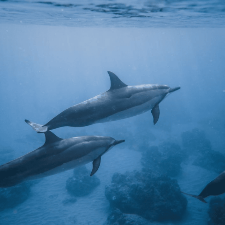 10 amazing dolphin facts that will completely change how you see them
