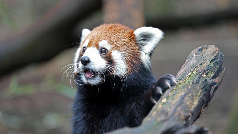 Nashville Zoo launches petition to stop nearby data center potentially ...