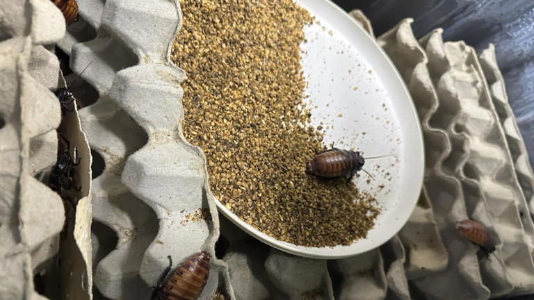 Record bust seizes more than 100,000 exotic cockroaches