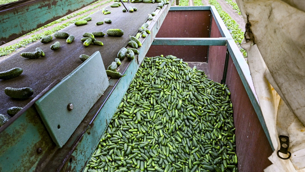 Essential tips for quick-pickling vegetables