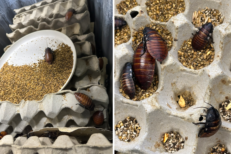 Warning after 100,000 exotic bugs found inside Aussie business