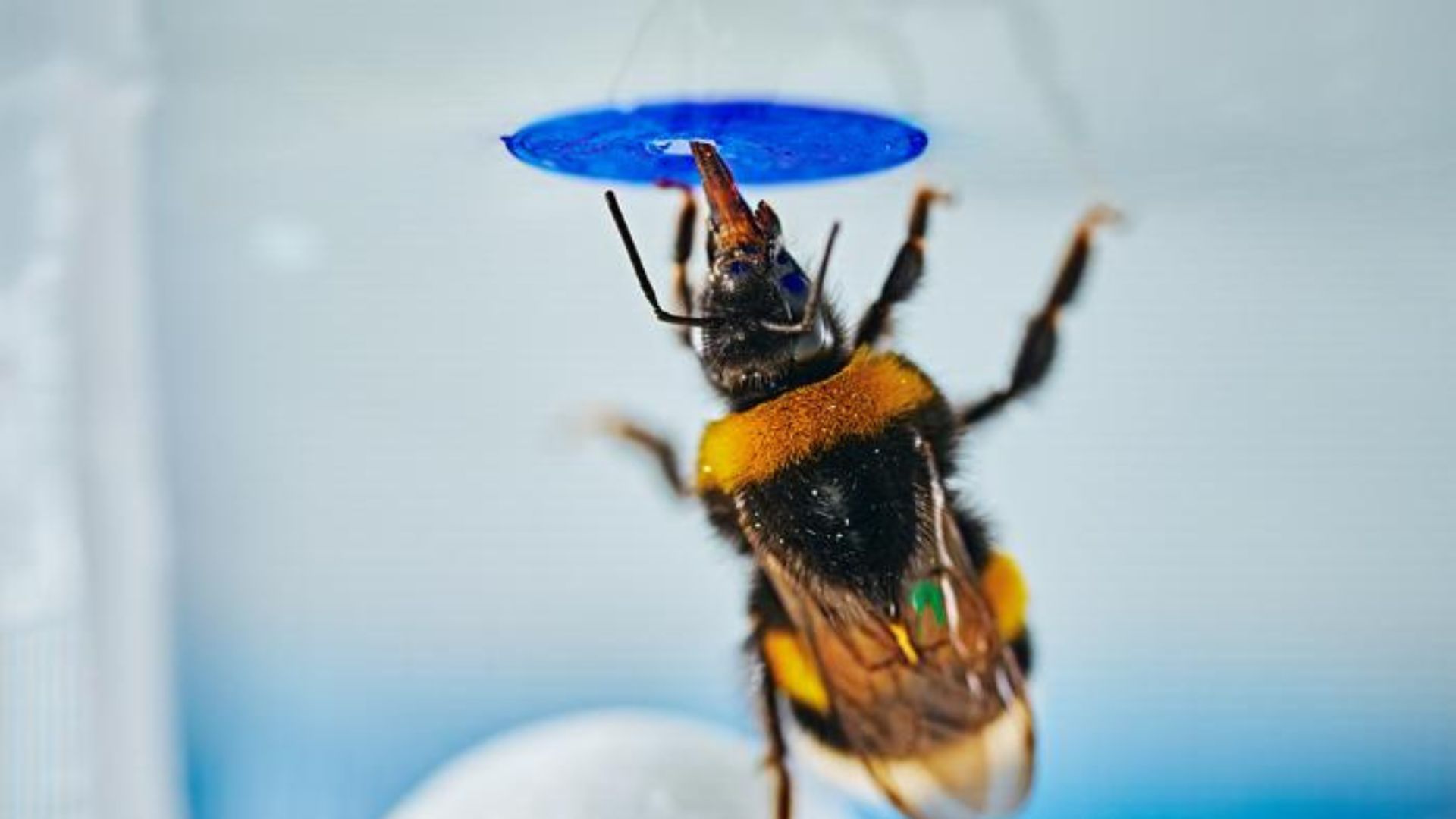 Bumble bees spontaneously solve object-manipulation tasks without prior ...