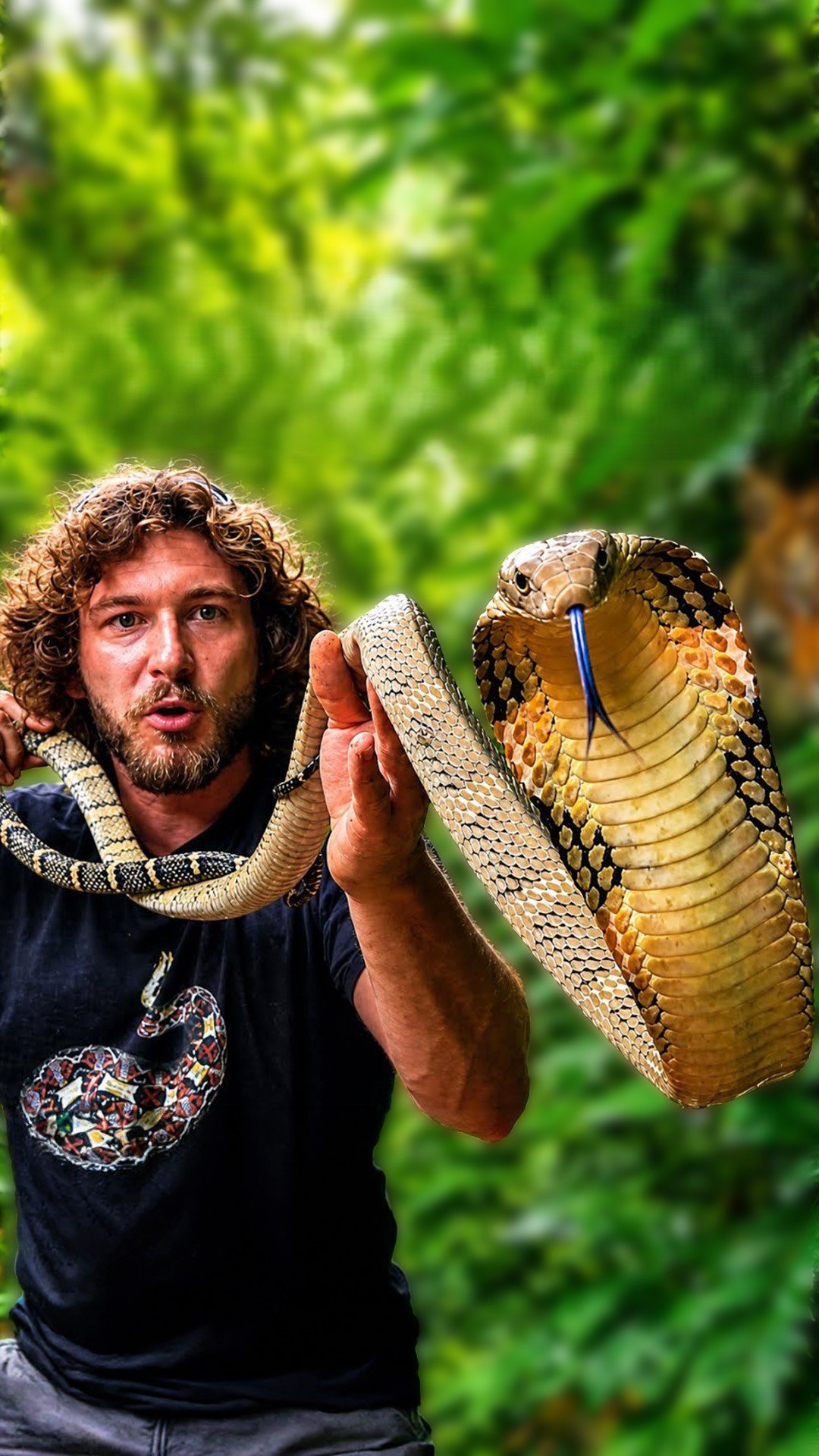 Searching for wild king cobras