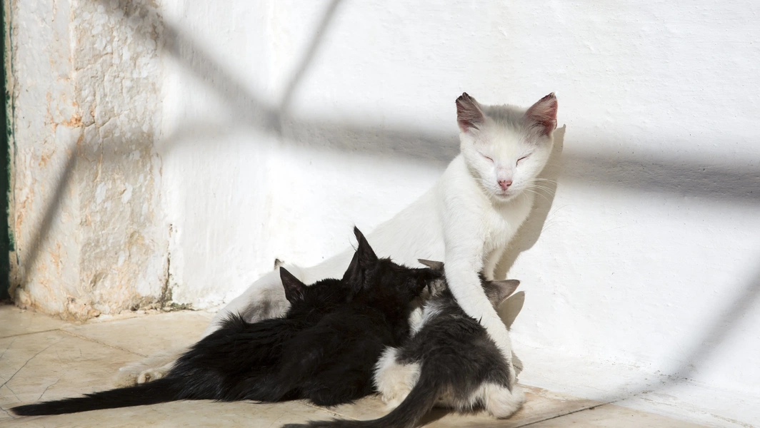 How cats communicate through expressions and behavior