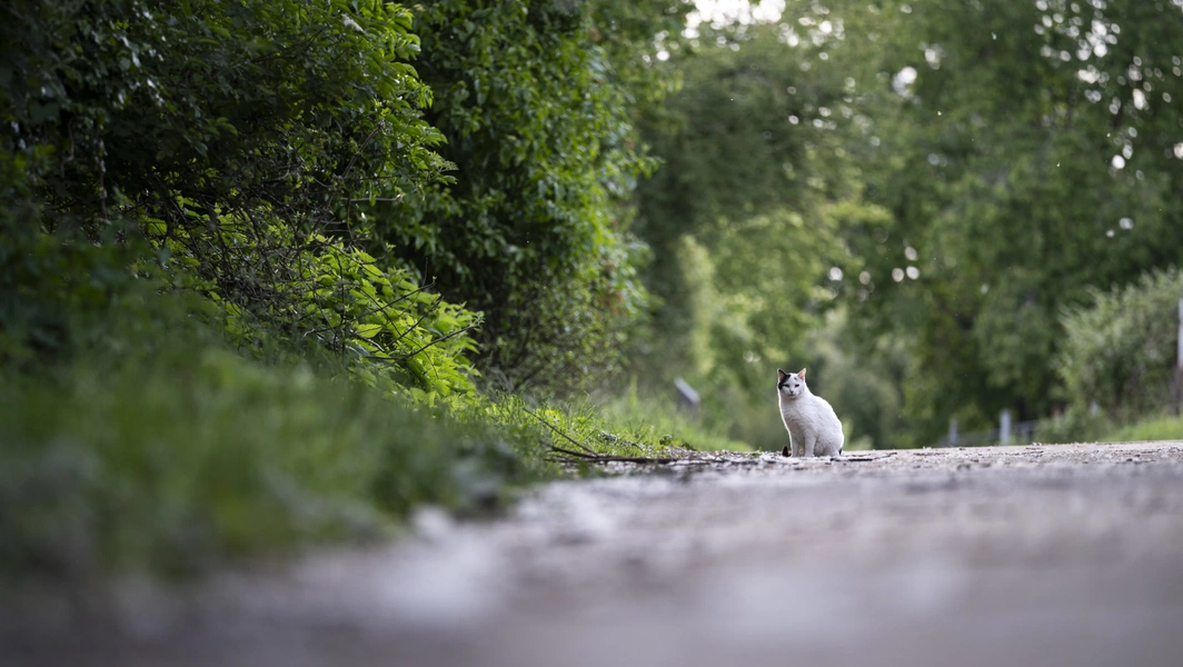 How street cats adapt and survive