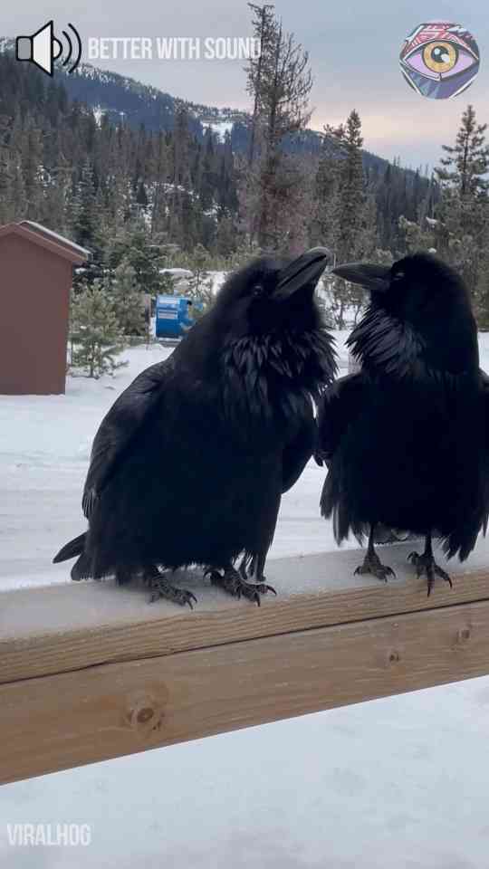 Why these ravens sound like dubstep