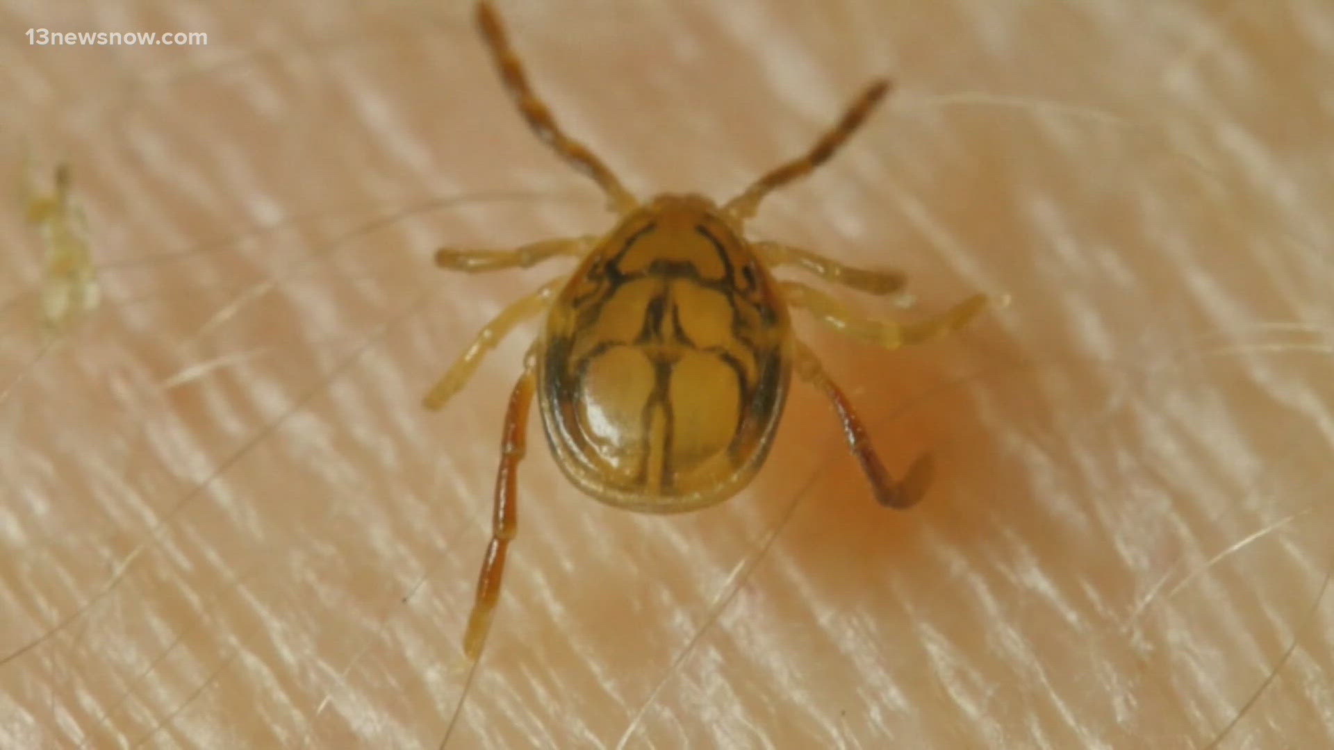 What to do after a tick bite