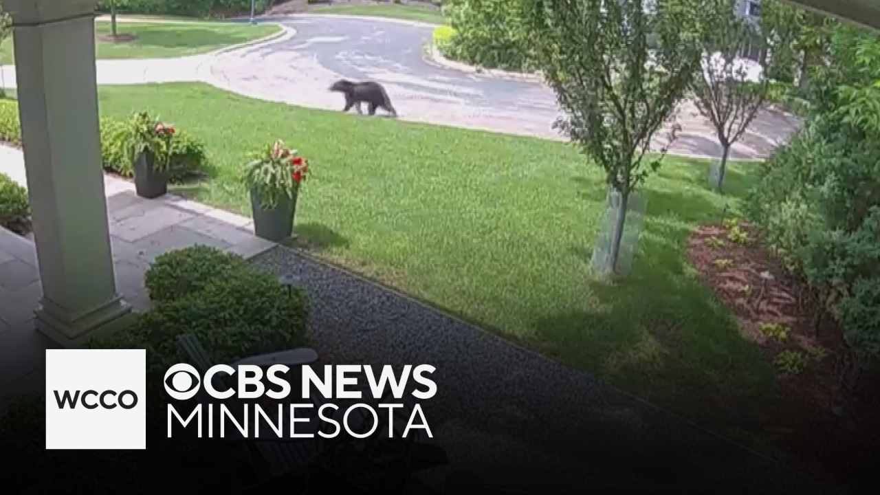 Edina bear spotted again, believed to be looking for its mother