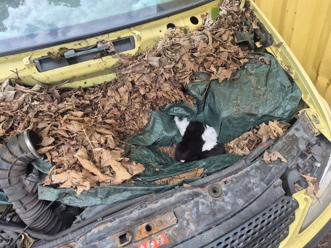 Man pops hood of vintage car and finds four babies snuggled among the ...