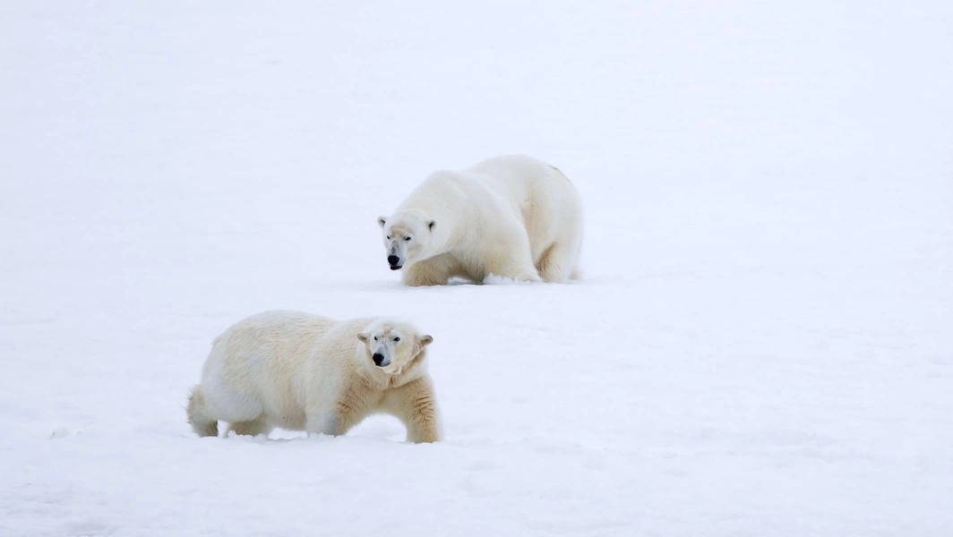 Comparing Arctic and Antarctic cruise experiences