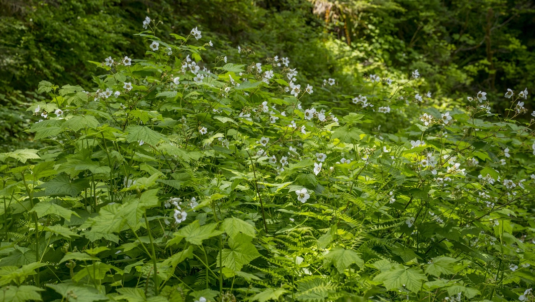 6 rare and elusive American berries