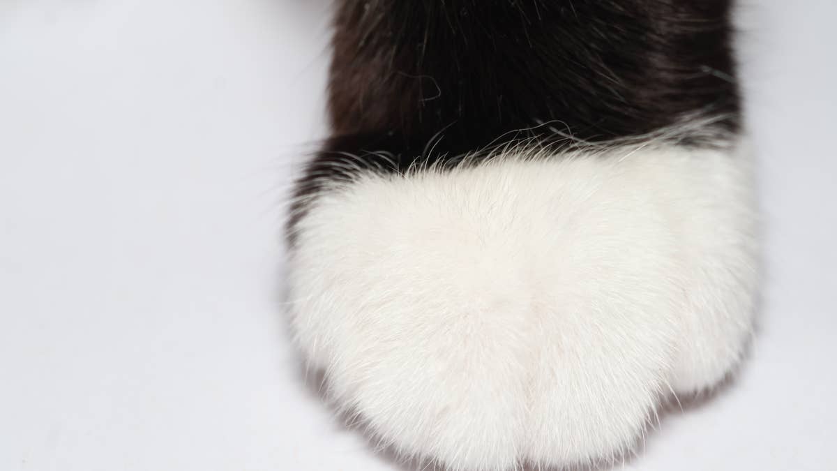 'Hefty' tuxedo cat who went from feral to family has 'front legs like ...