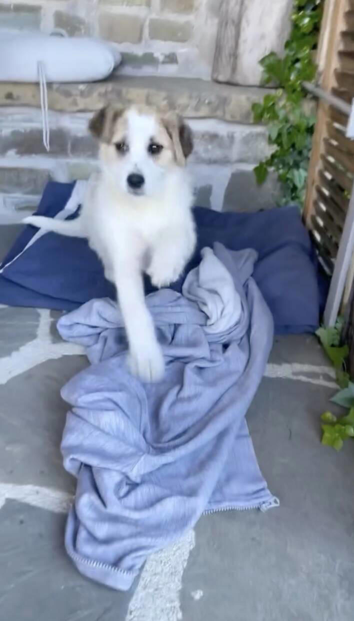 Stray puppy curls up on hiker's hoodie and demands to go home with him