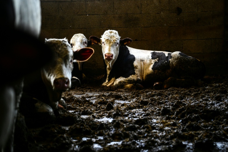 Dangerous livestock pest case confirmed in Texas