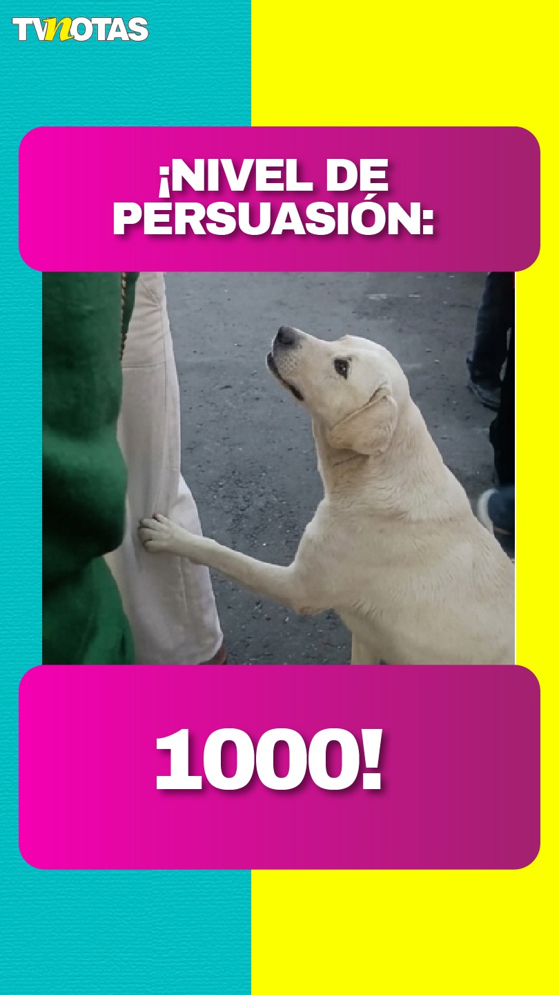 ¡Nivel de persuasión 1000! Perrito consigue un taco gratis usando solo ...
