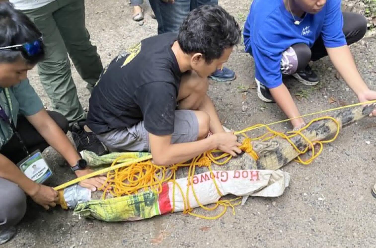 Endangered PH freshwater crocodile rescued in Kidapawan