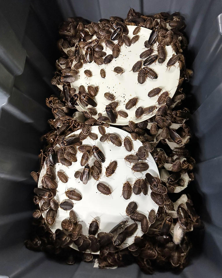 Australian police seize 100,000 live cockroaches in largest-ever bust