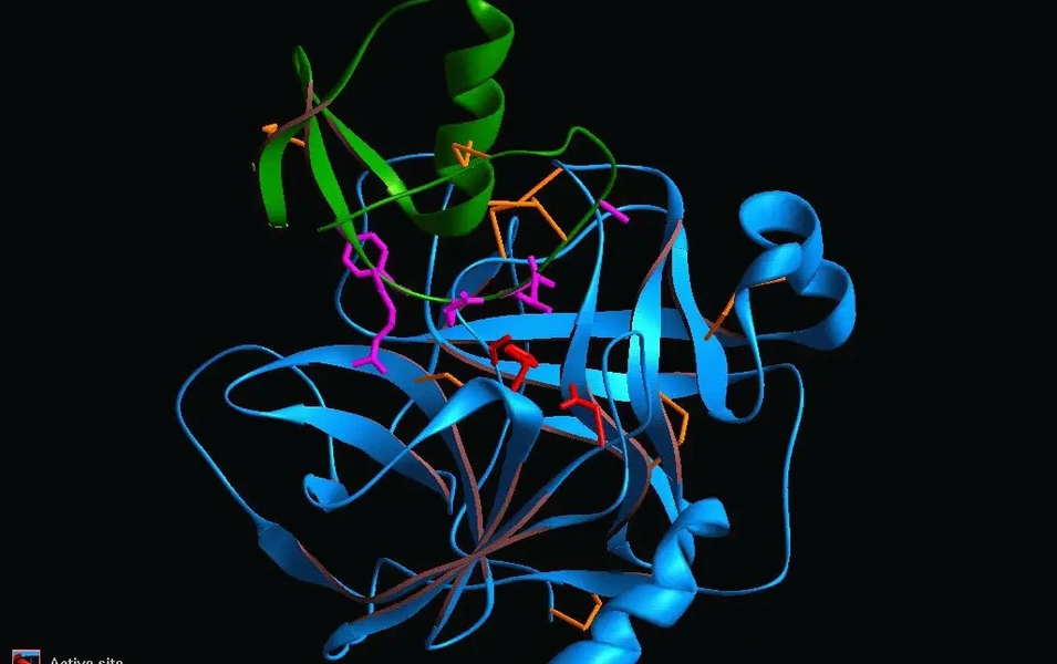 Proteins decoded from blueprint to function