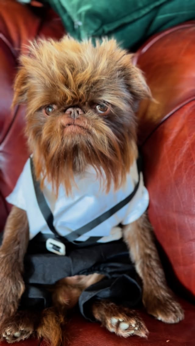 Fun and playful Brussels Griffon highlights
