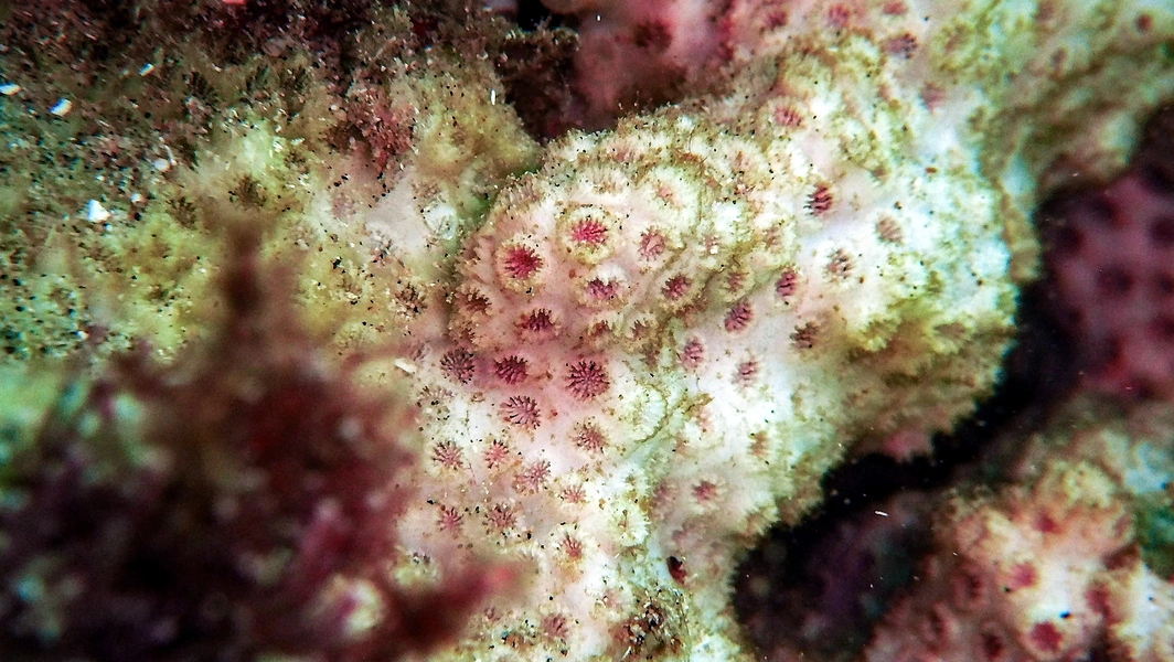 Causes, impacts, and solutions for coral bleaching