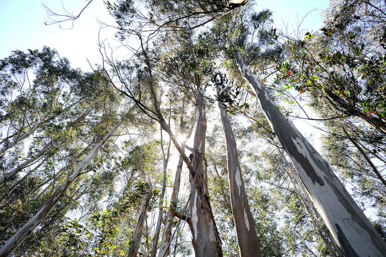 Aging eucalyptus trees in this SF park pose potential wildfire risk ...