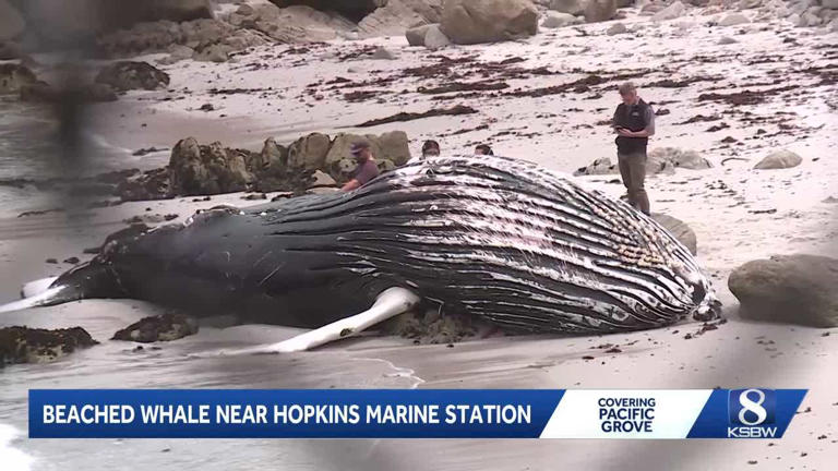 Lovers Point Beach closure extended again after dead whale washes ashore