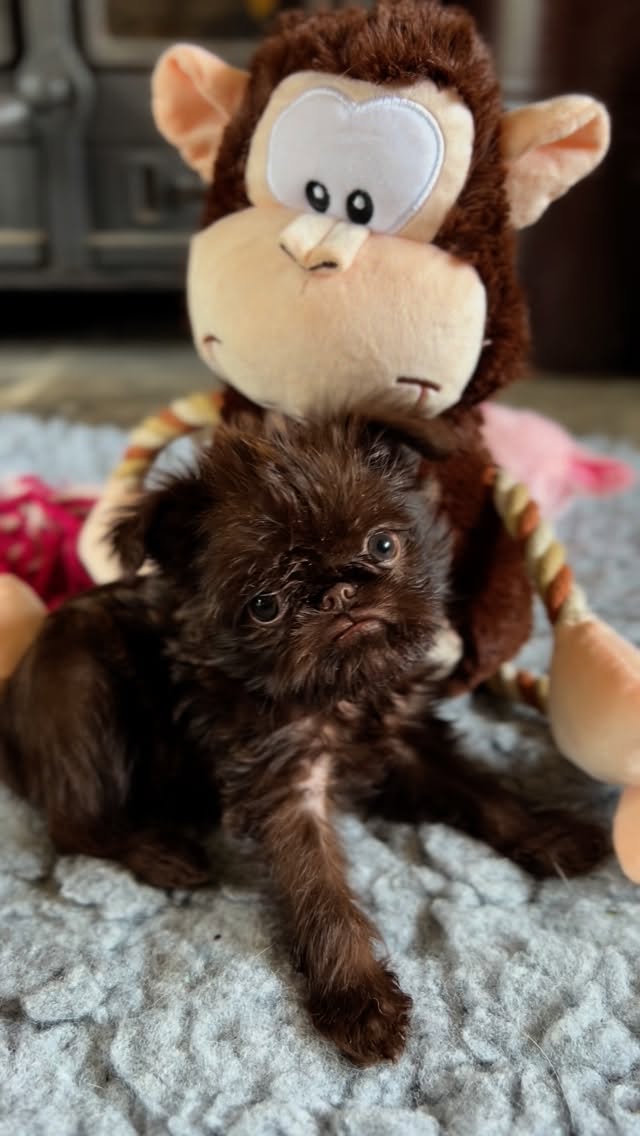 Watch my Brussels Griffon being irresistibly cute