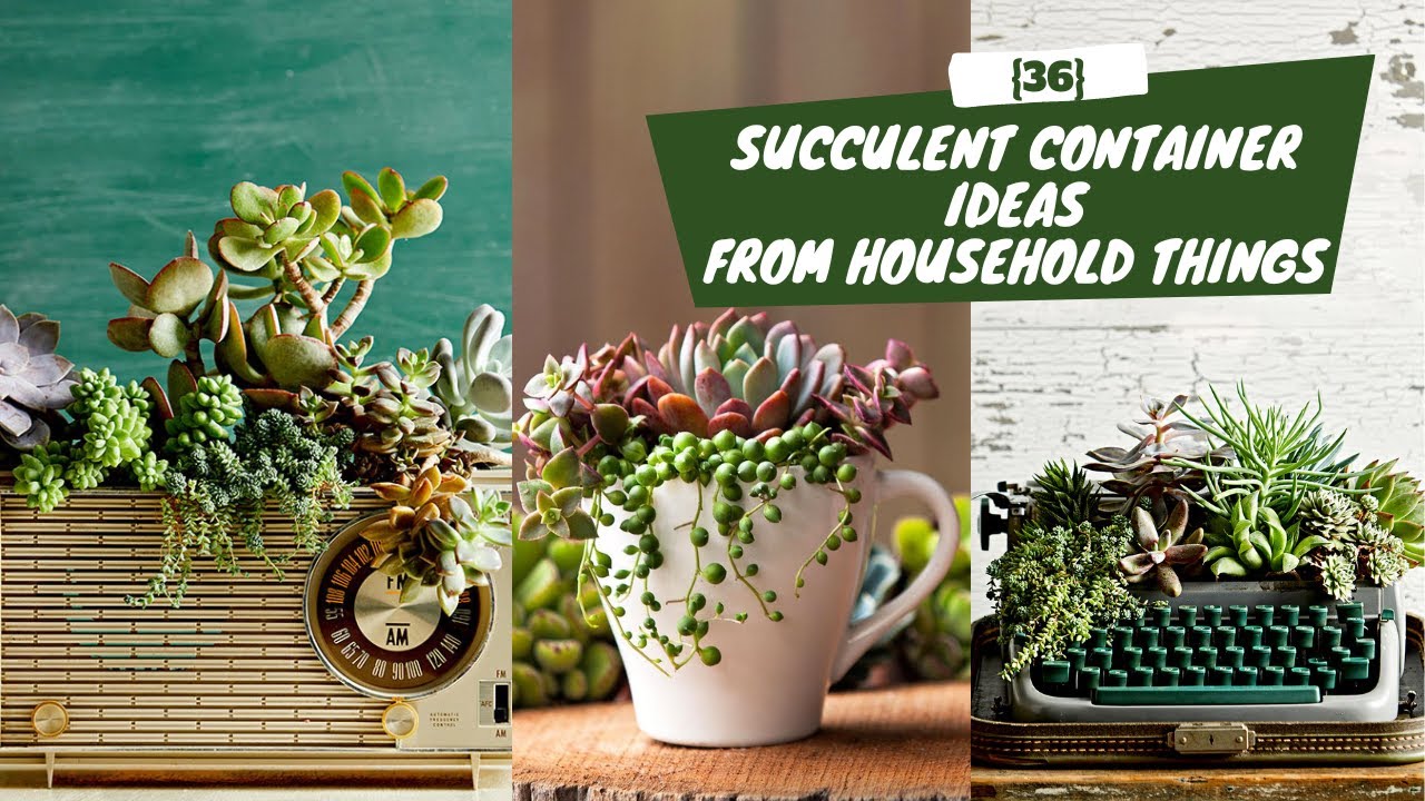 Everyday household items turned into beautiful plant displays
