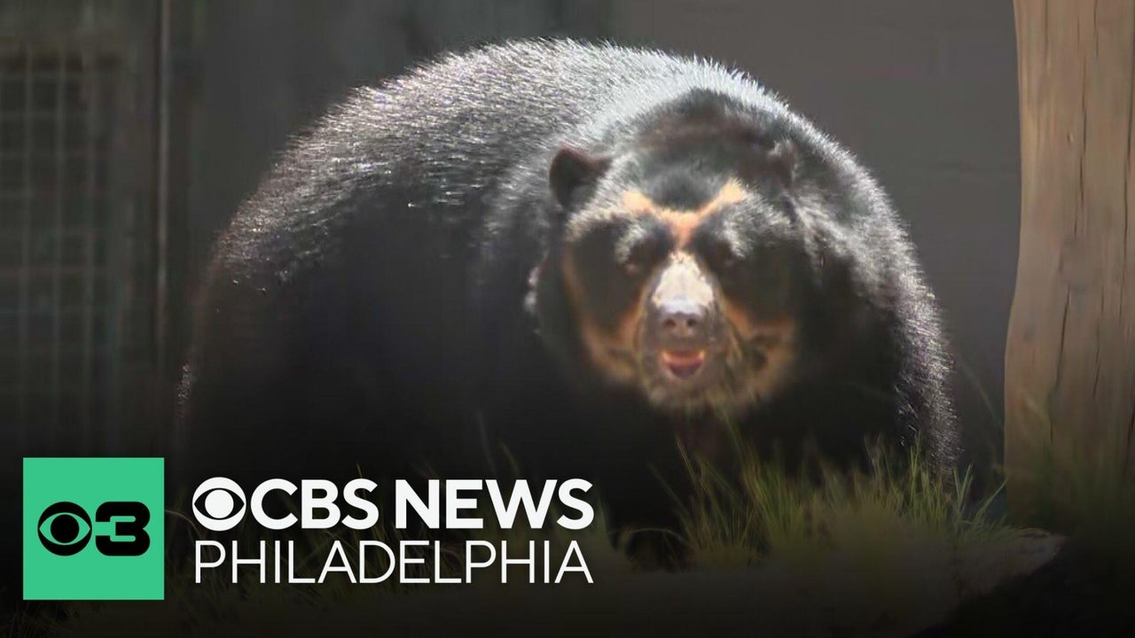 Carey Bear Country opens at Philadelphia Zoo