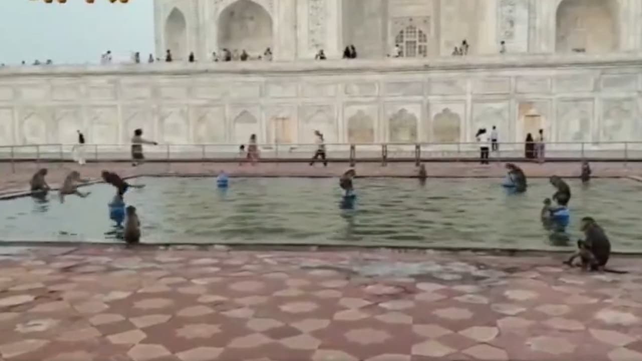 Monkeys dive into Taj Mahal water tank, enjoy viral pool party ...