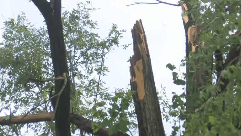 Storms snap tree limbs in Sumner County, causing roof damage