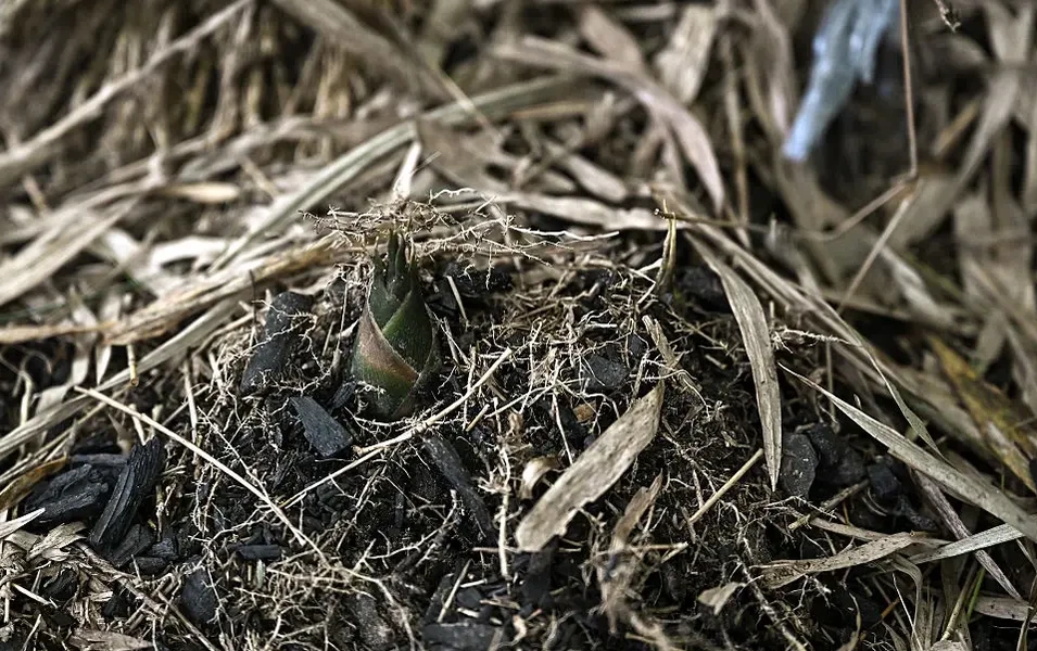 Turning waste into garden gold with biochar