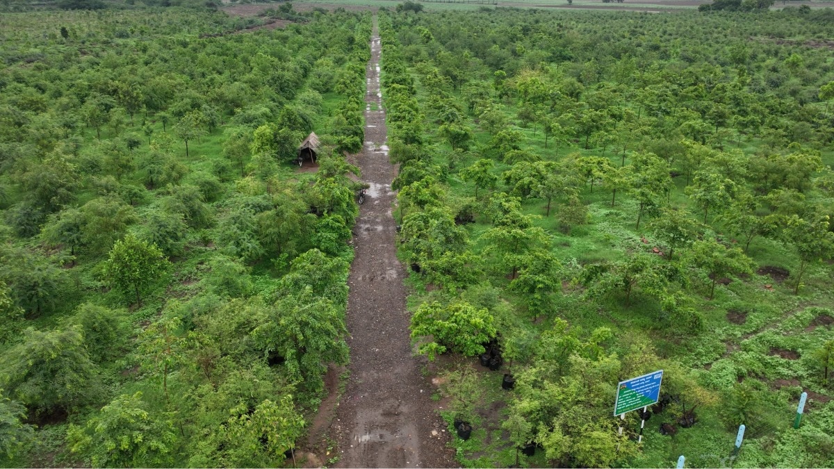 World Environment Day 2026: History, significance and all you need to know